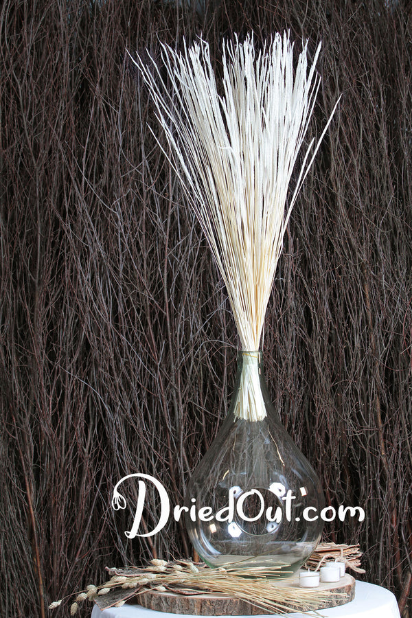 Dried Pampas Grass and exquisite grasses | DriedOut.com - DriedOut